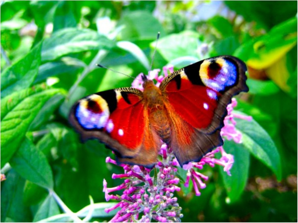 Szépséges Pillangó Háttérkép 57 | Háttérképek24.hu